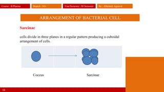 Morphology of bacteria | PPTX | Biological Sciences | Science