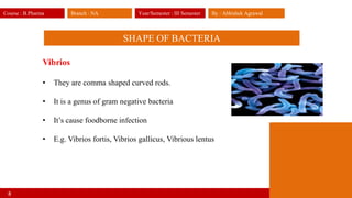 Morphology of bacteria | PPTX