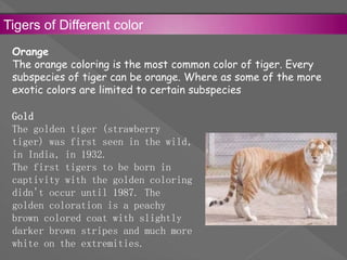 the tiger | PPT | Free Download