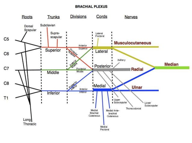 Birth Brachial Plexus Palsy. & Split Weld Technique for Nerve Repair | PPT