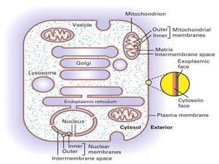 Biomembranes of cell | PPTX