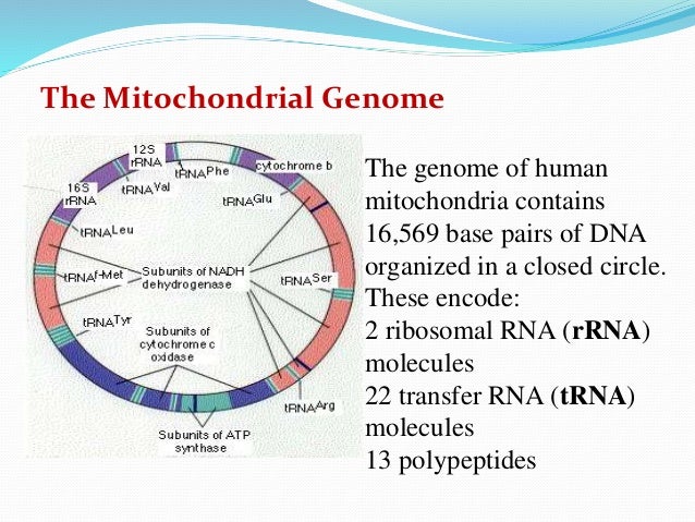 Mitochondrial genome and its manipulation