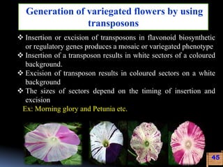 Genetic engineering for flower colour modification | PPTX