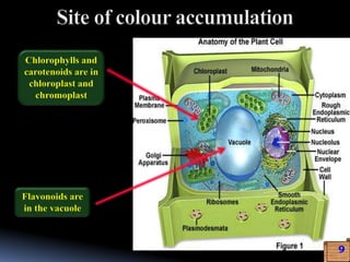 Genetic engineering for flower colour modification | PPTX