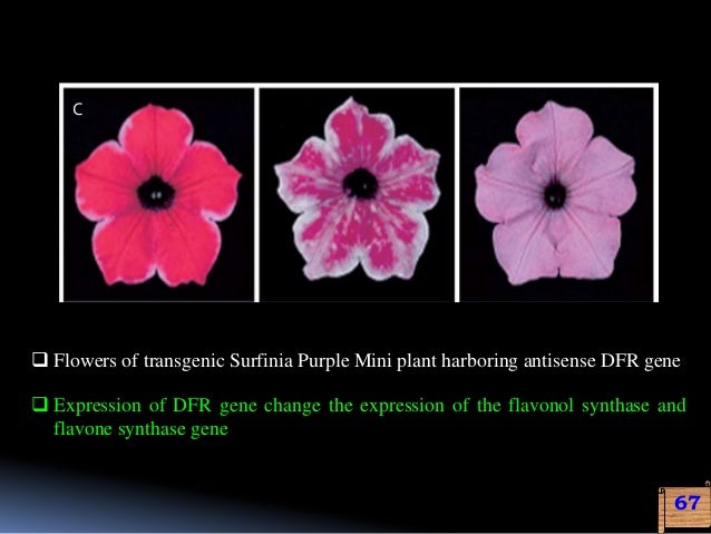 Genetic engineering for flower colour modification