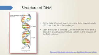 DNA Structure, Damage and Repair Mechanism- Avinesh Shrestha | PPTX