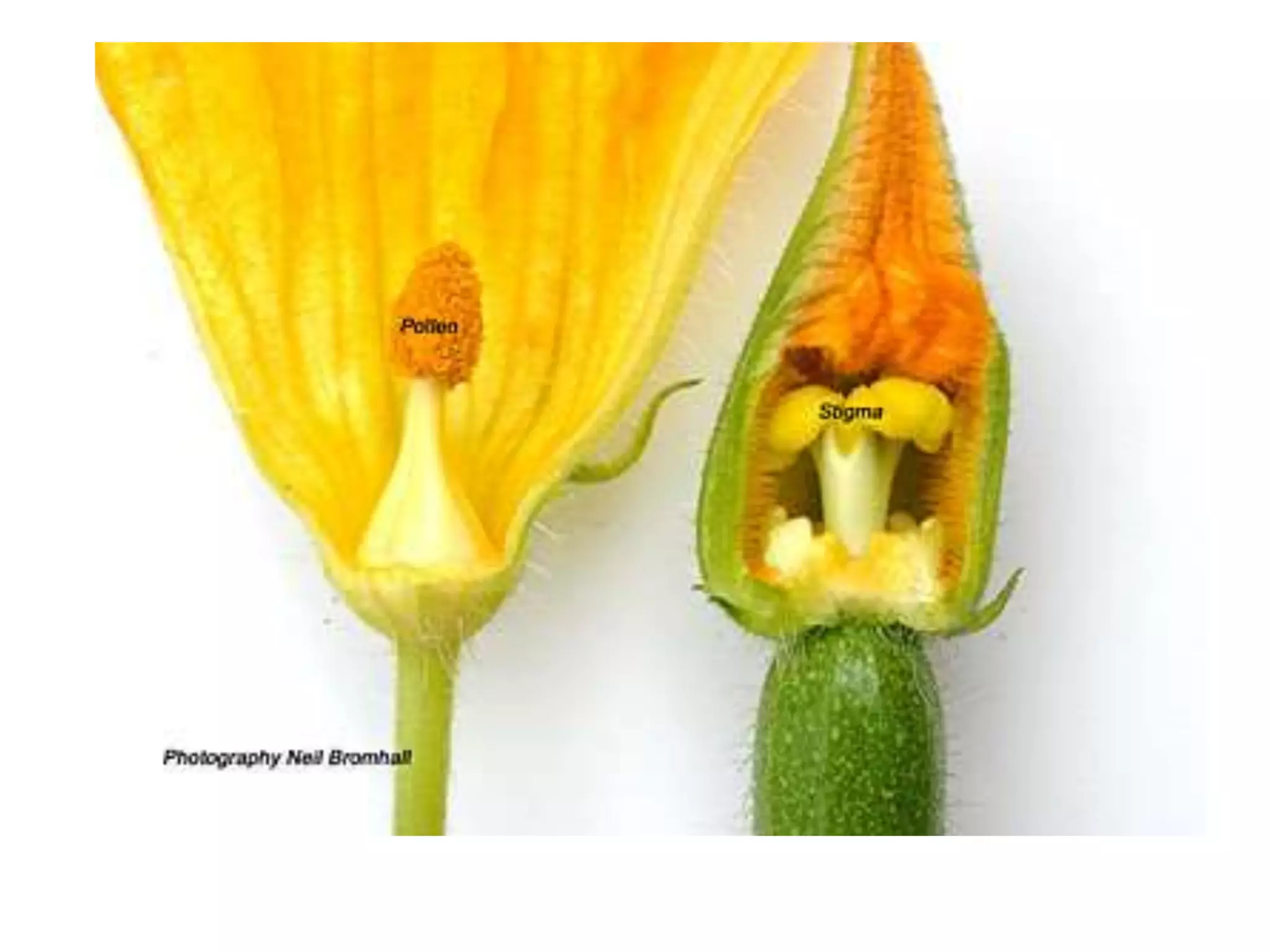 Floral biology of important cucurbits | PPTX