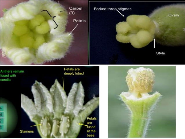 Floral biology of important cucurbits | PPTX