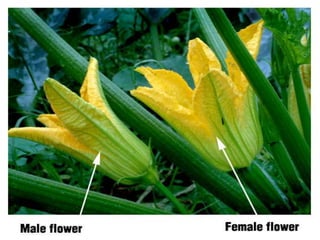 Floral biology of important cucurbits | PPTX