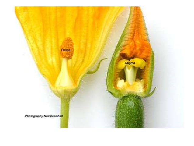 Floral biology of important cucurbits