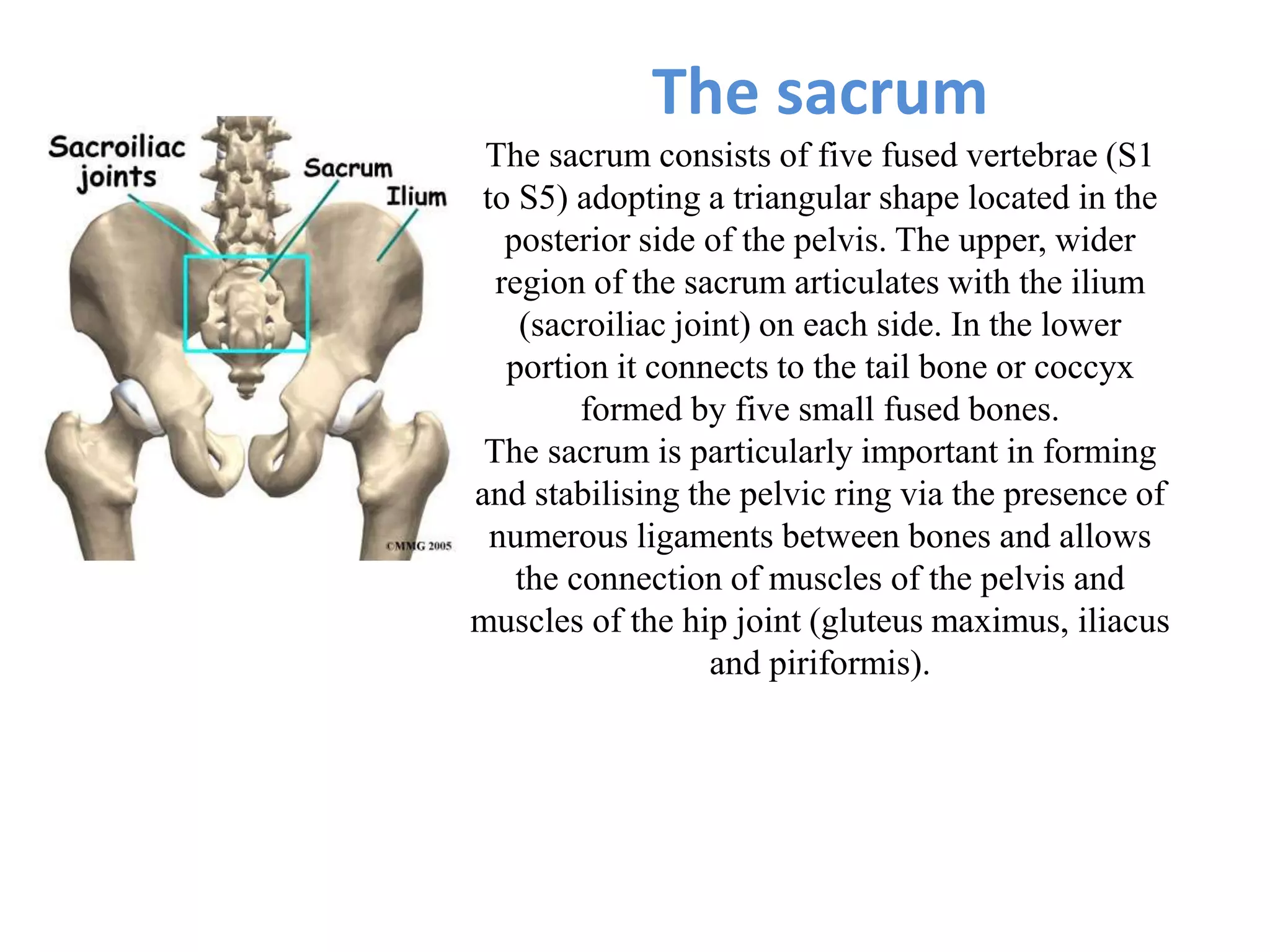 anatomy of pelvic hip | PPTX