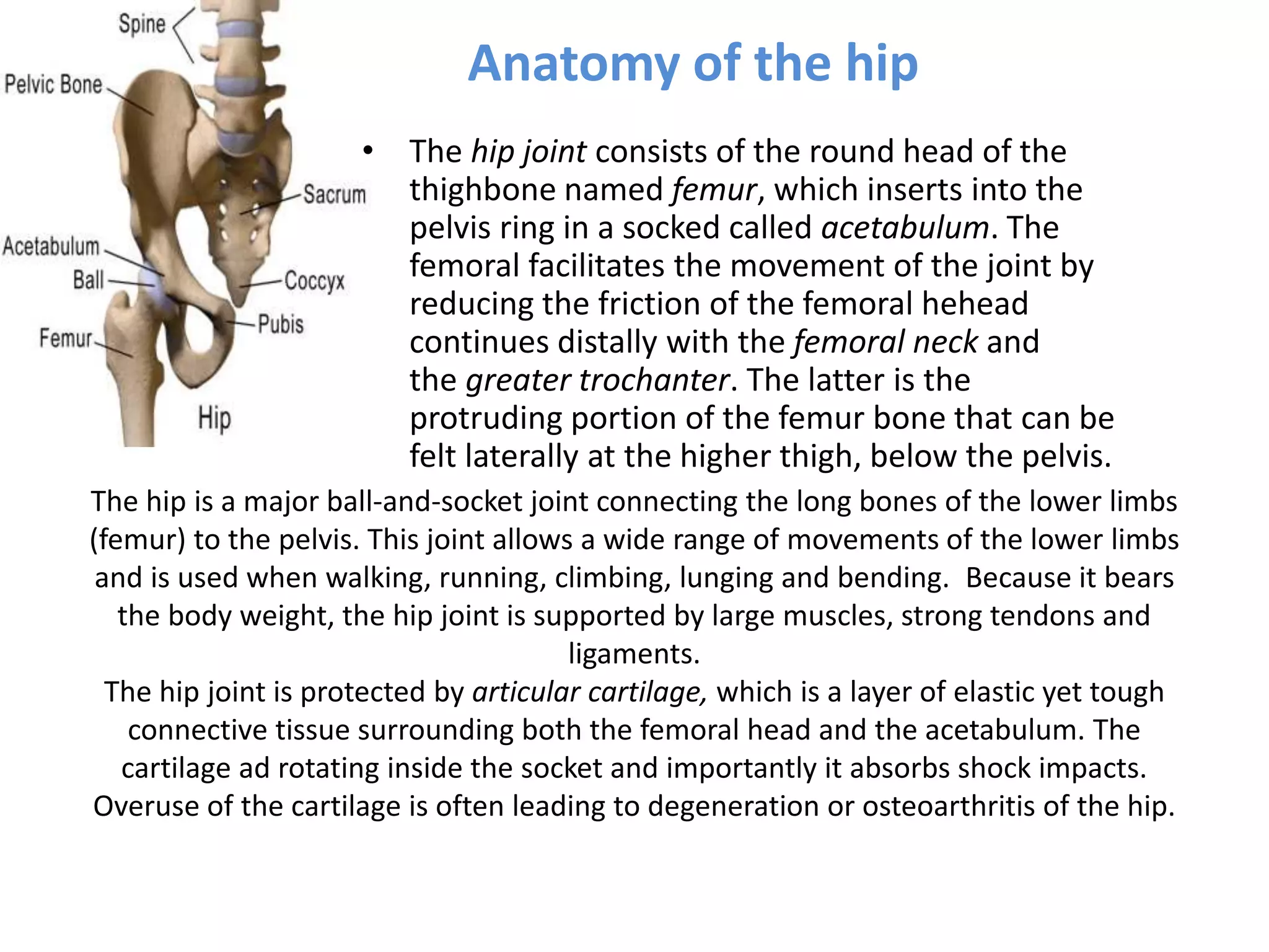 anatomy of pelvic hip | PPTX