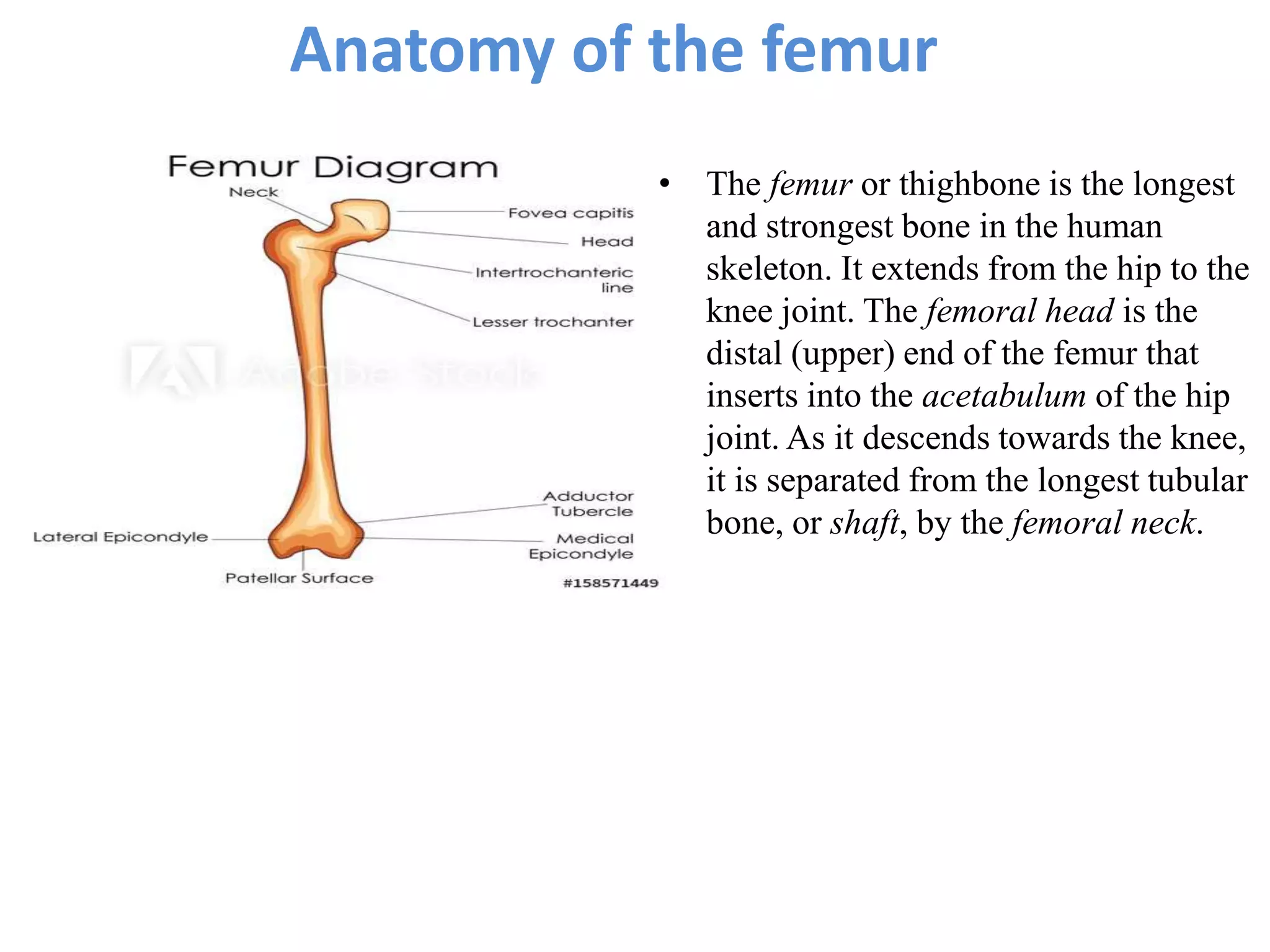 anatomy of pelvic hip | PPTX