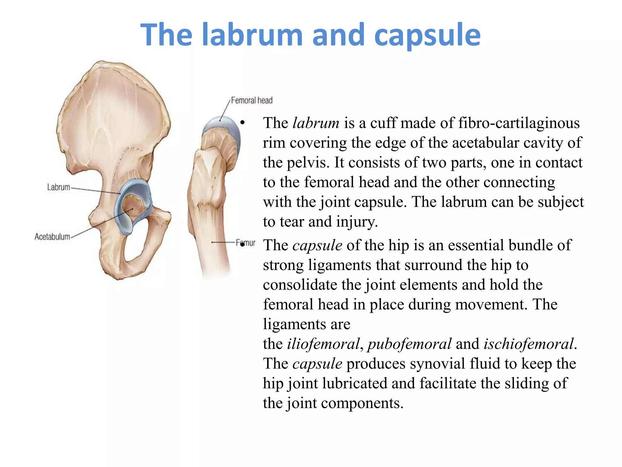 anatomy of pelvic hip | PPTX
