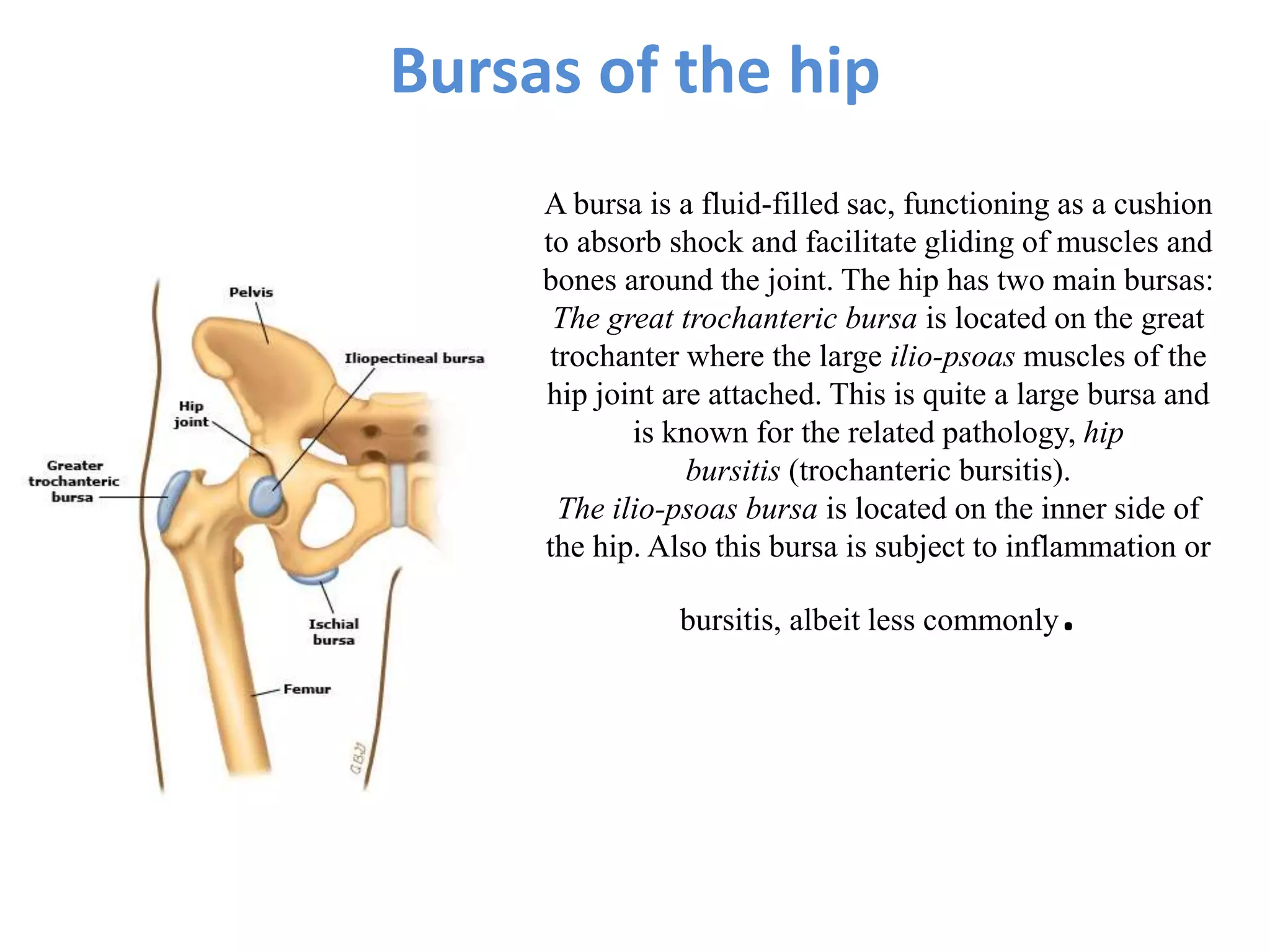 anatomy of pelvic hip | PPTX