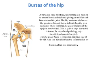 anatomy of pelvic hip | PPTX
