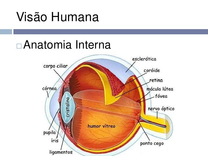 A visão humana