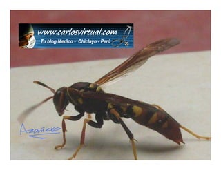 Avispa | PDF