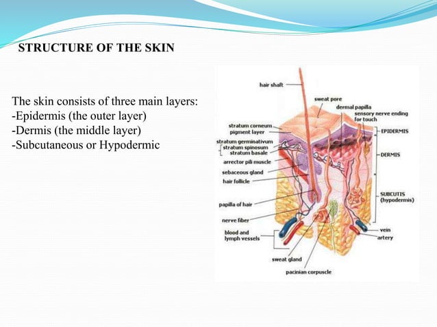 PREPARATION AND CHARACTERIZATION OF THE POLY HERBAL ANTI-AGEING CREAM ...