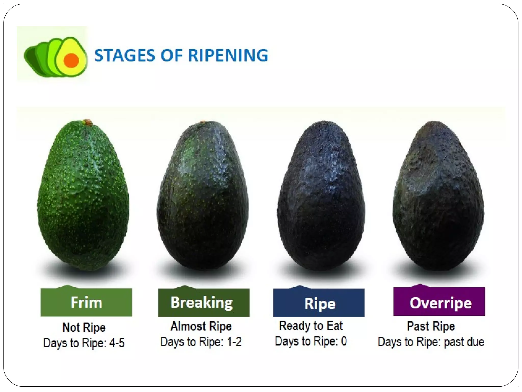 AVOCADO : An Advanced Approach For Production | PPT