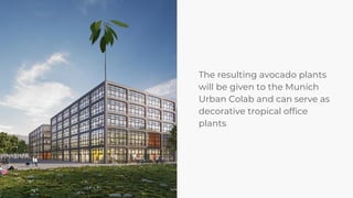 Avocado Overview | PPT