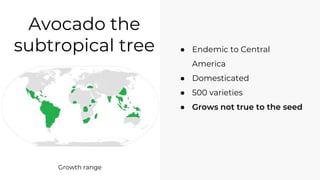 Avocado Overview | PPT