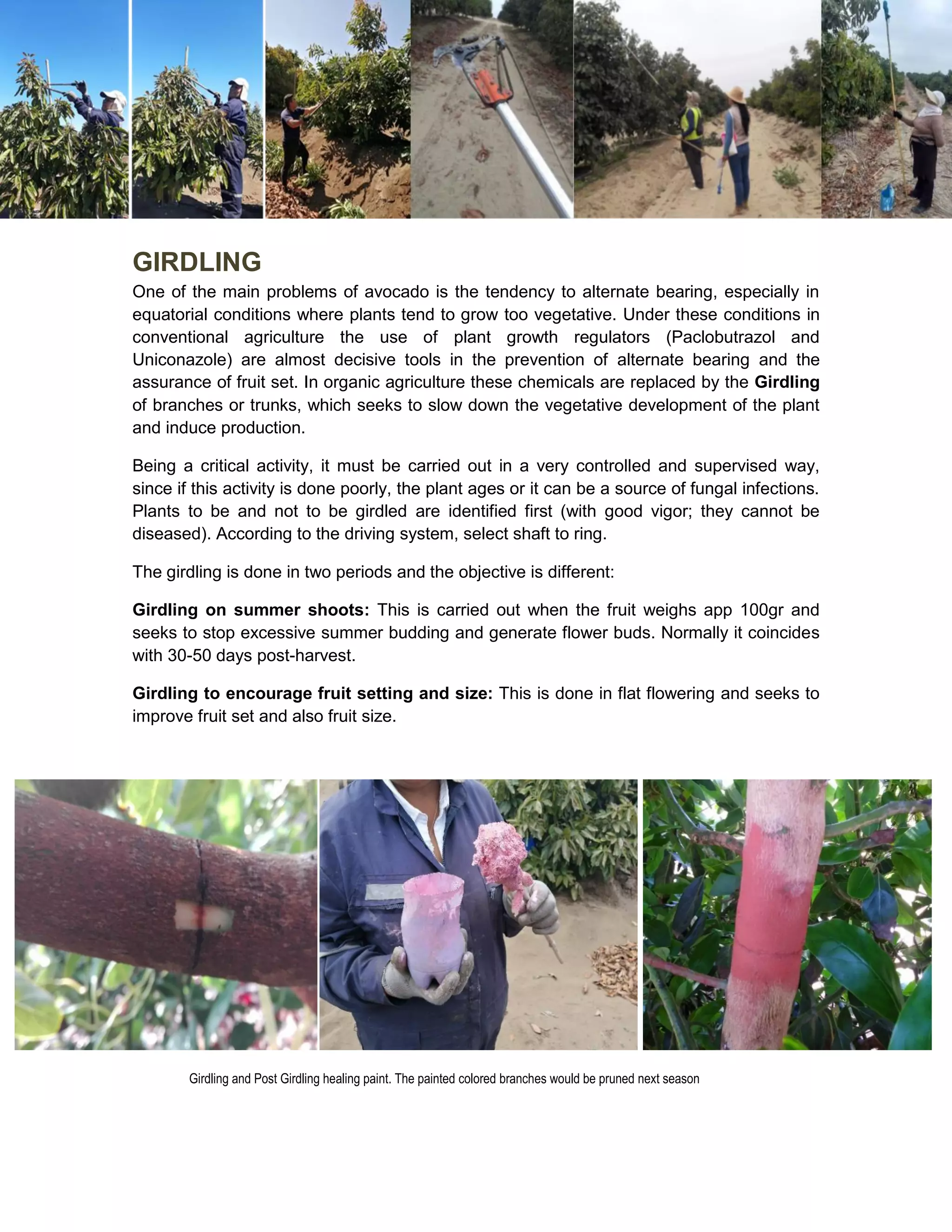Avocado - a Short guide for Growing and Operational Procedures.pdf
