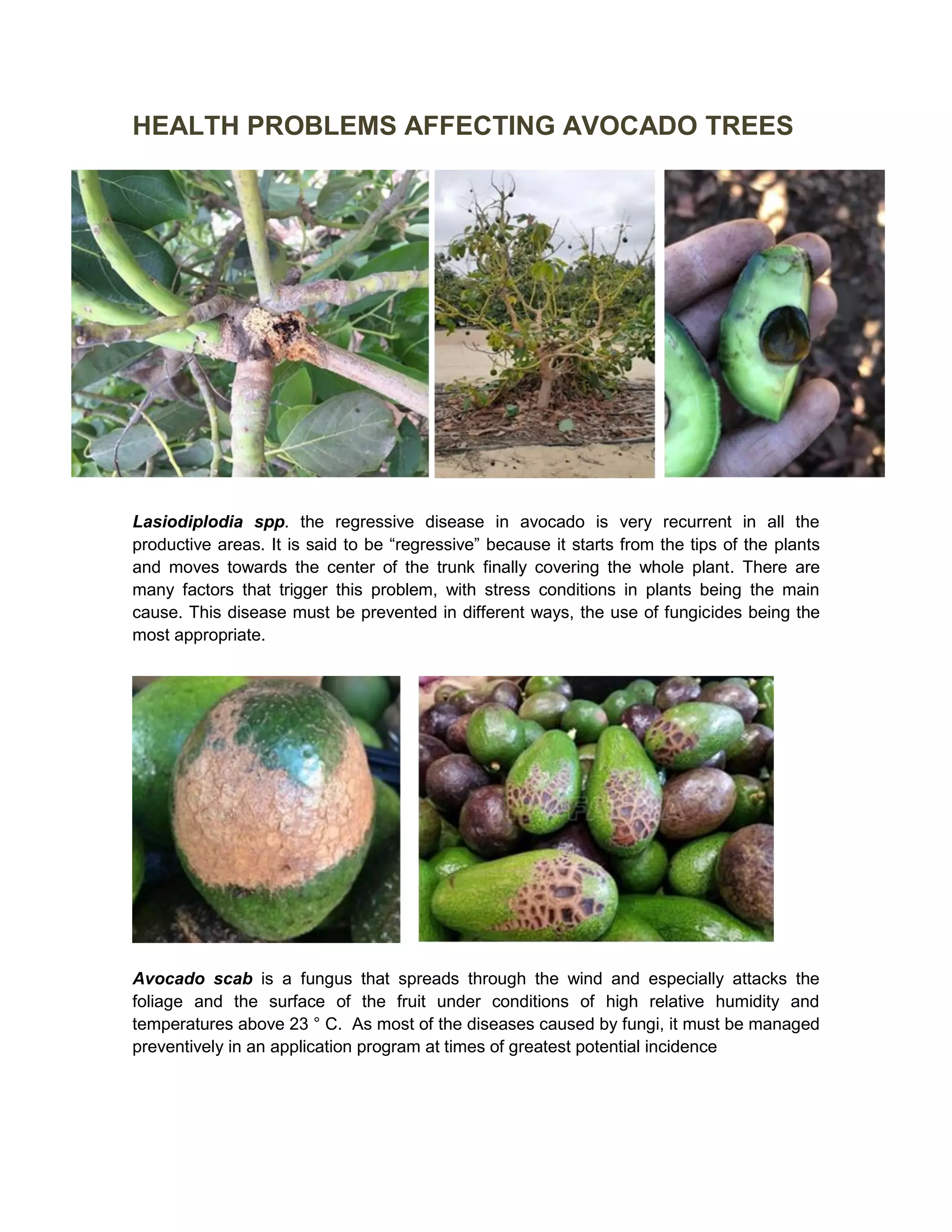 Avocado - a Short guide for Growing and Operational Procedures.pdf