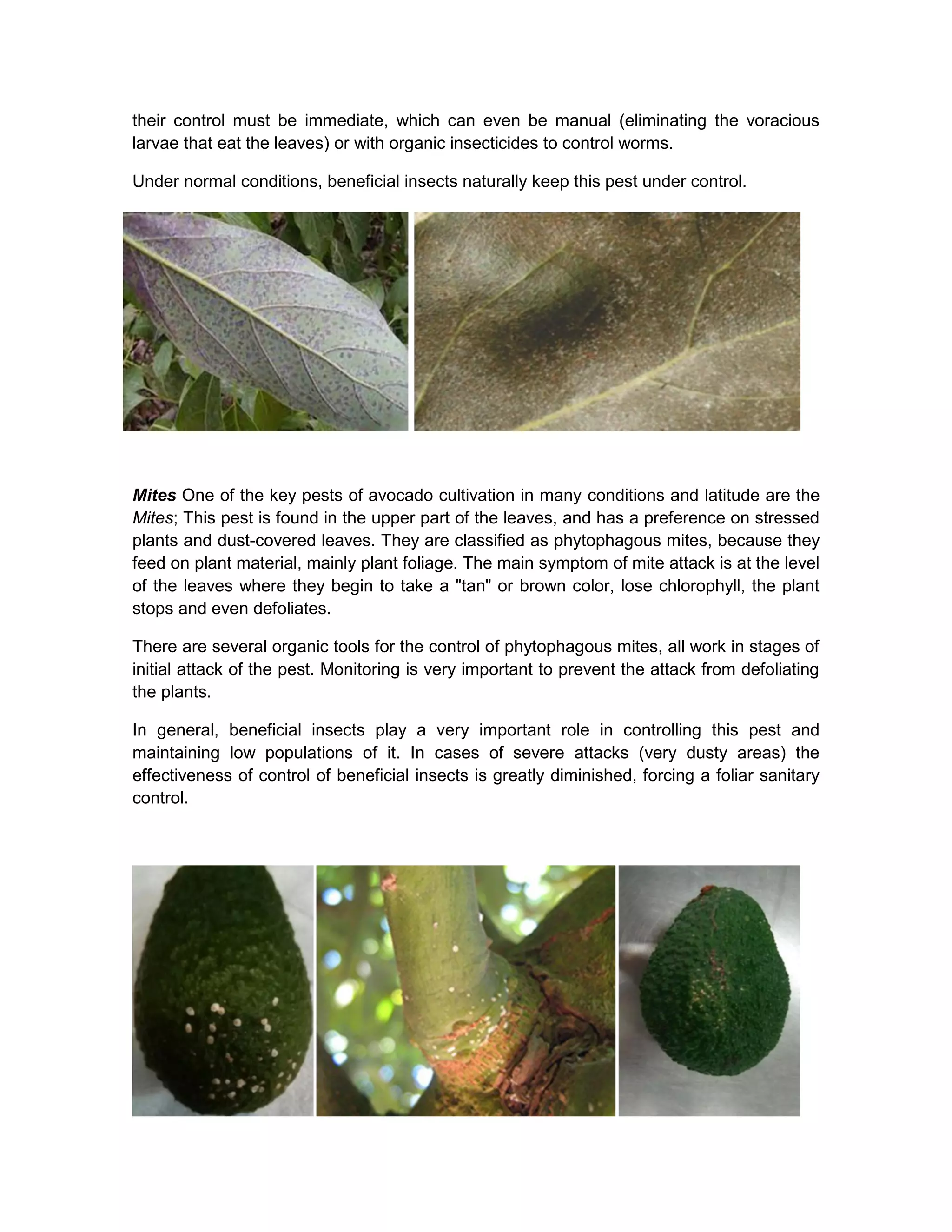 Avocado - a Short guide for Growing and Operational Procedures.pdf