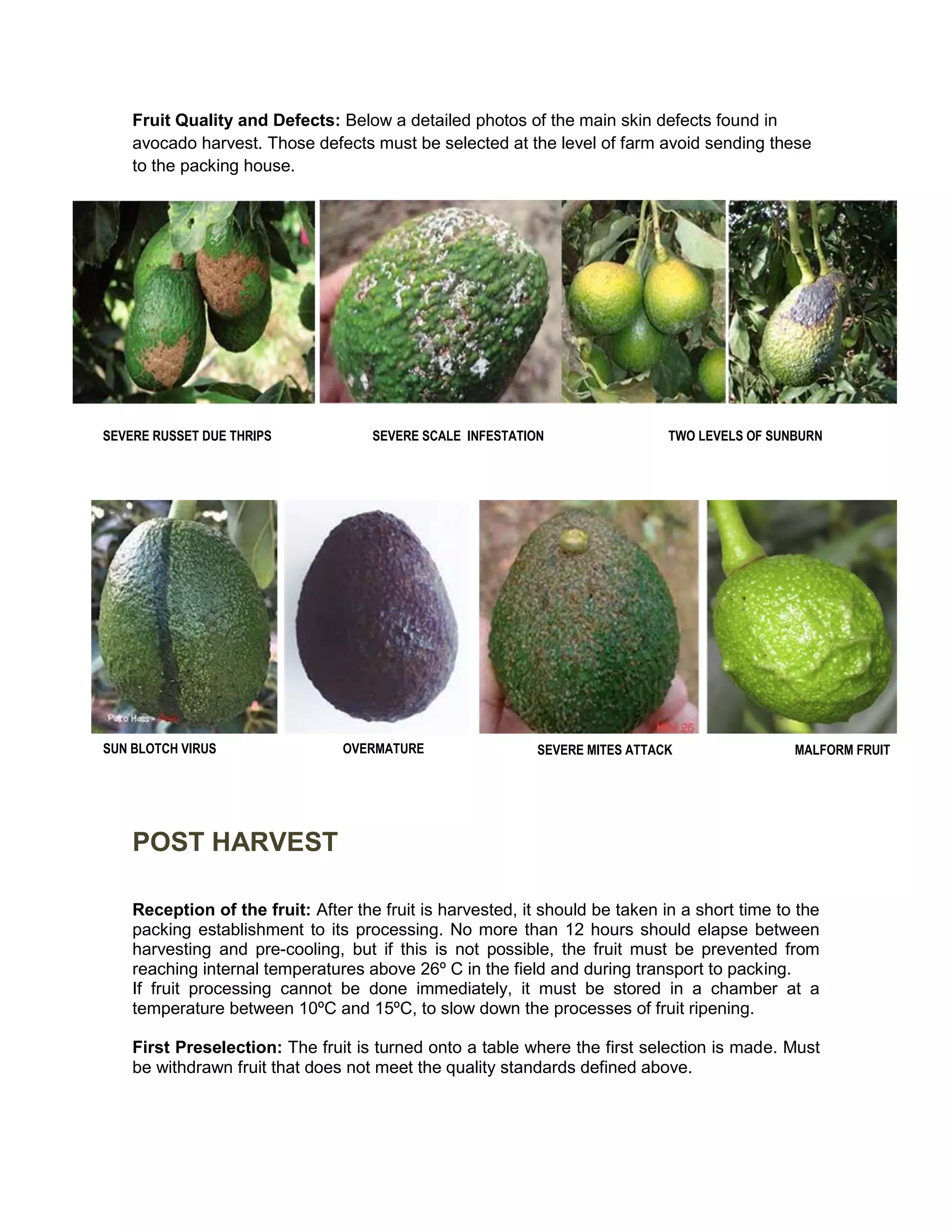 Avocado - a Short guide for Growing and Operational Procedures.pdf