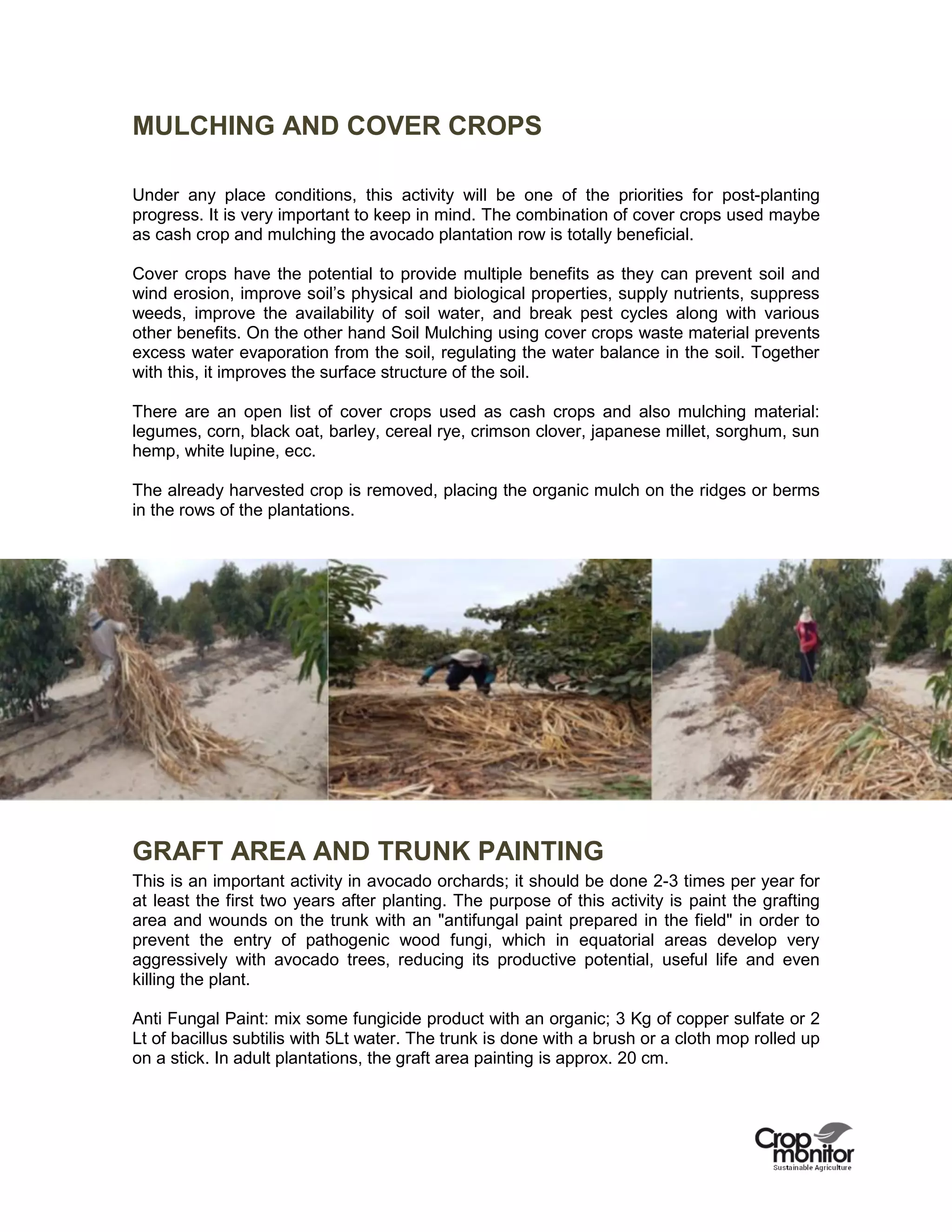 Avocado - a Short guide for Growing and Operational Procedures.pdf