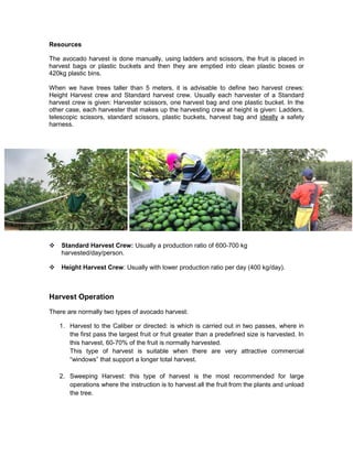 Avocado - a Short guide for Growing and Operational Procedures.pdf