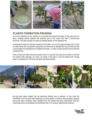 Avocado - a Short guide for Growing and Operational Procedures.pdf