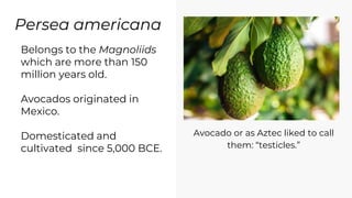Avocado Deep Dive | PPT