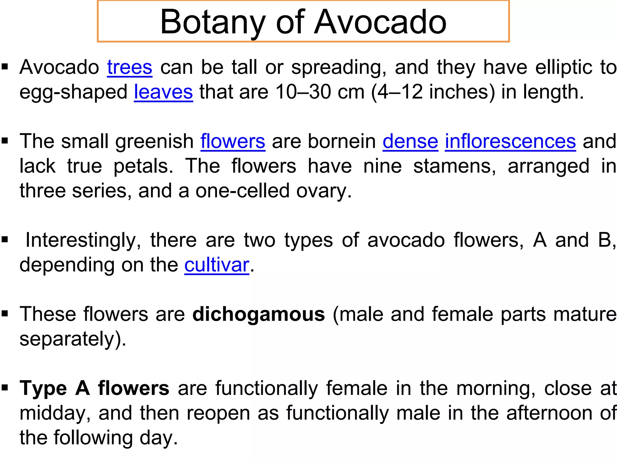 Avocado PPT.pptx