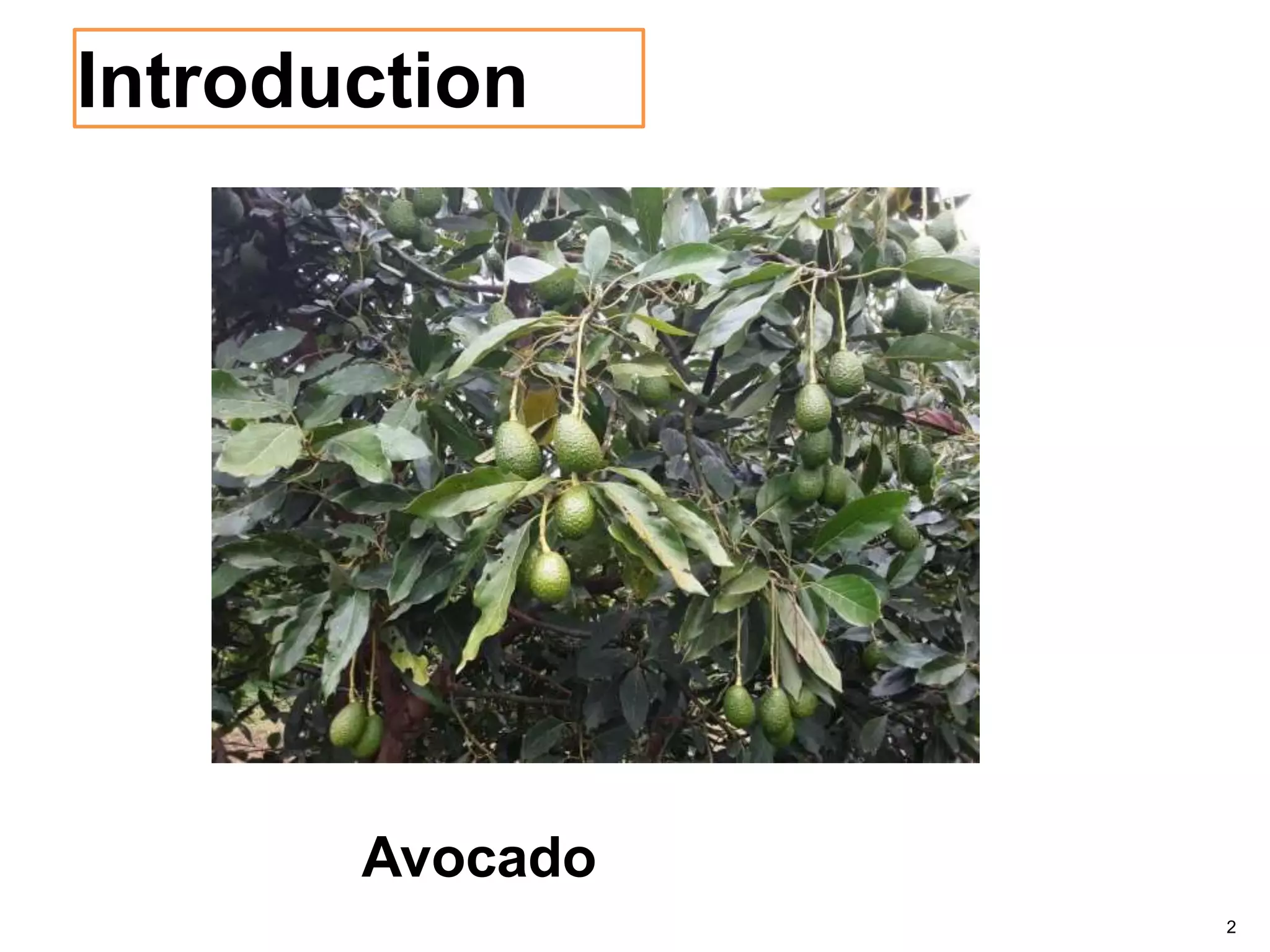 Avocado PPT.pptx