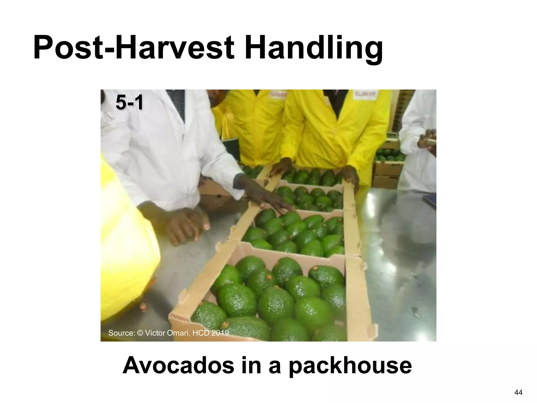 Avocado PPT.pptx