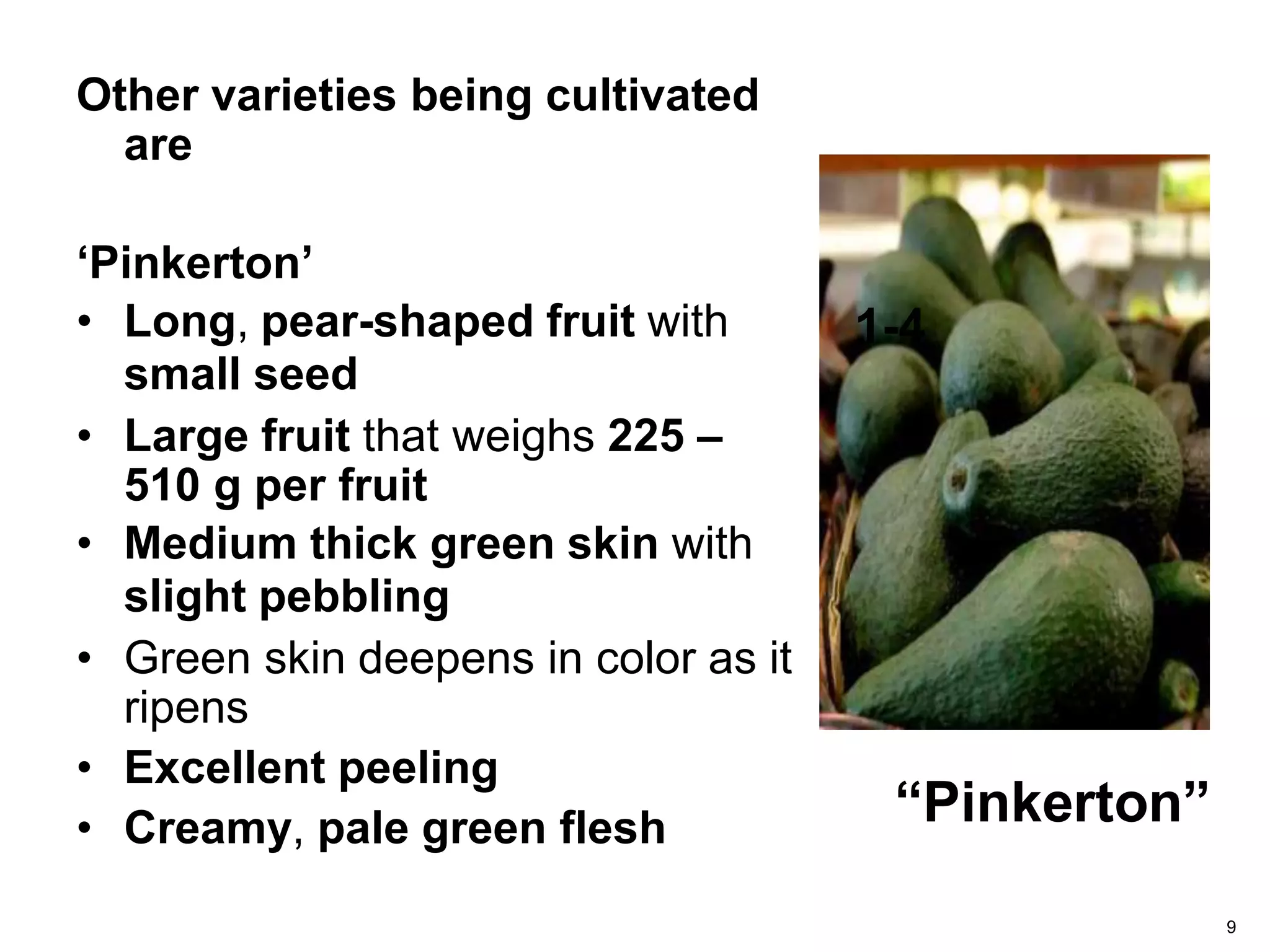 Avocado PPT.pptx
