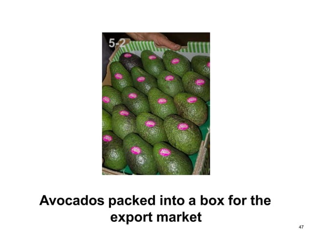 Avocado PPT.pptx | Gardening | Home & Garden