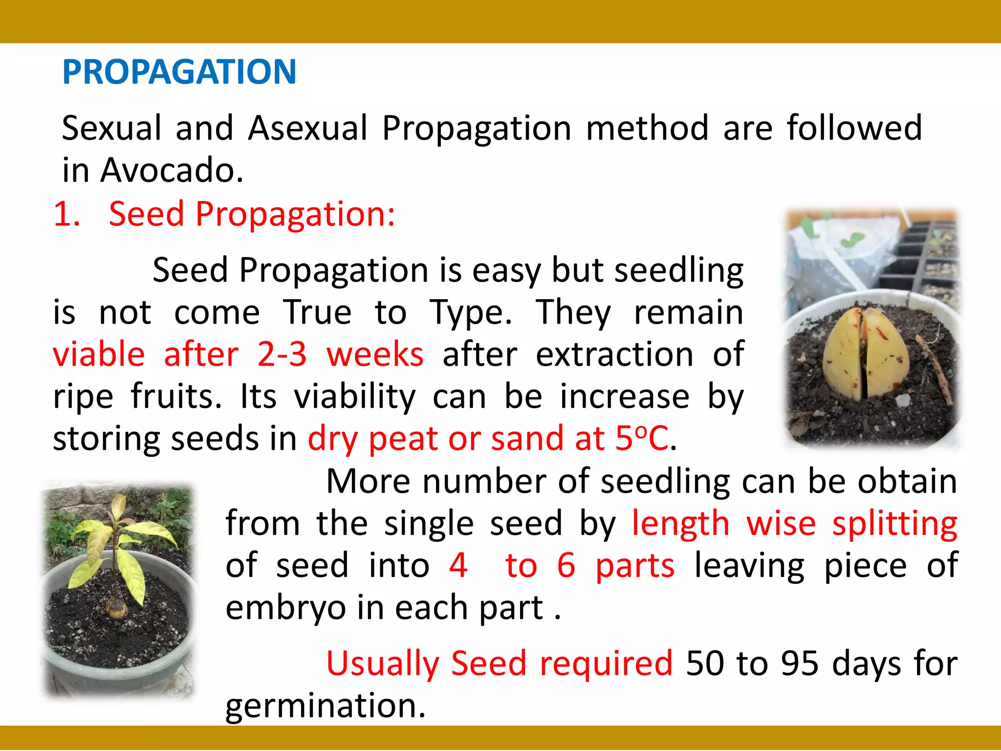 Package of Practices of Avocado | PDF