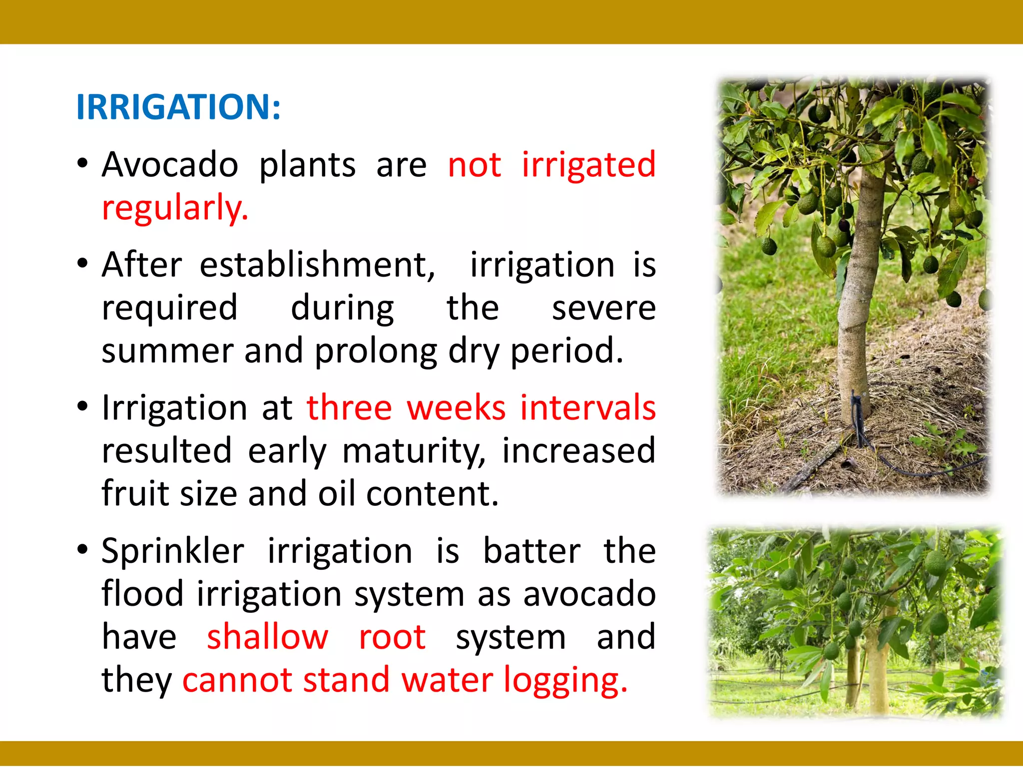 Package of Practices of Avocado | PDF