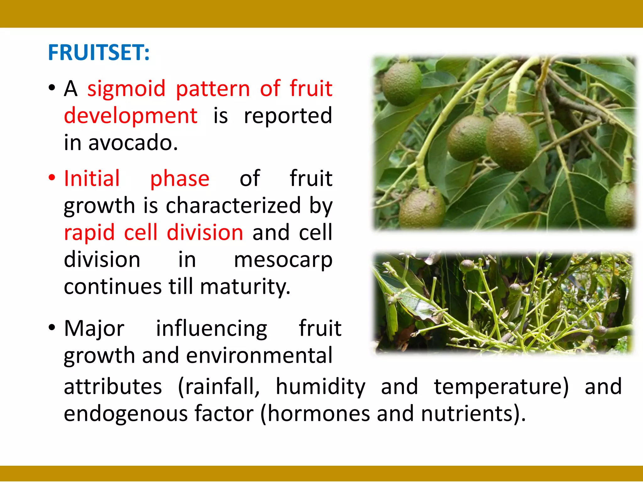 Package of Practices of Avocado | PDF