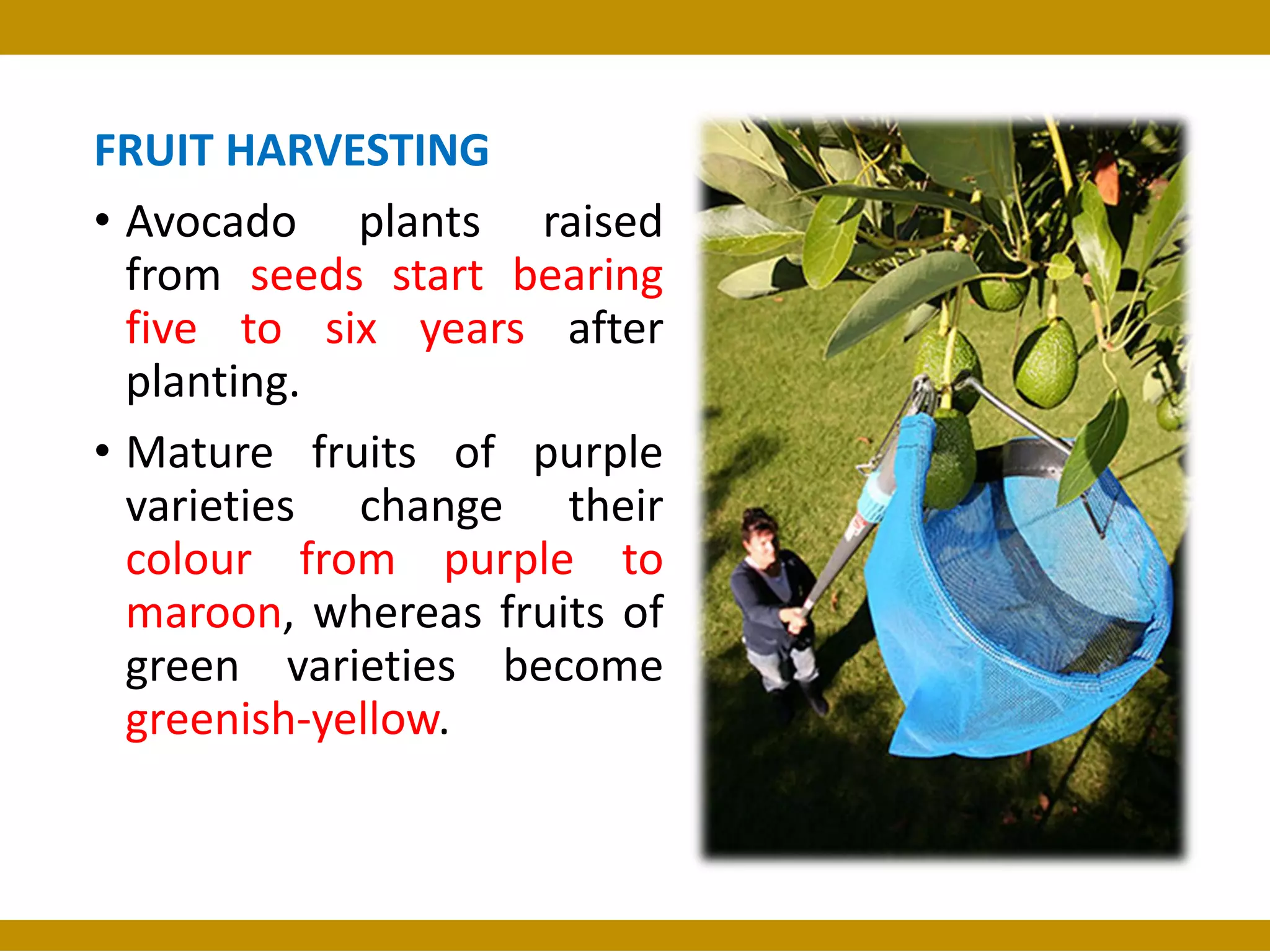 Package of Practices of Avocado | PDF