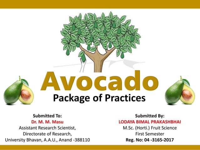 Package of Practices of Avocado | PDF | Gardening | Home & Garden