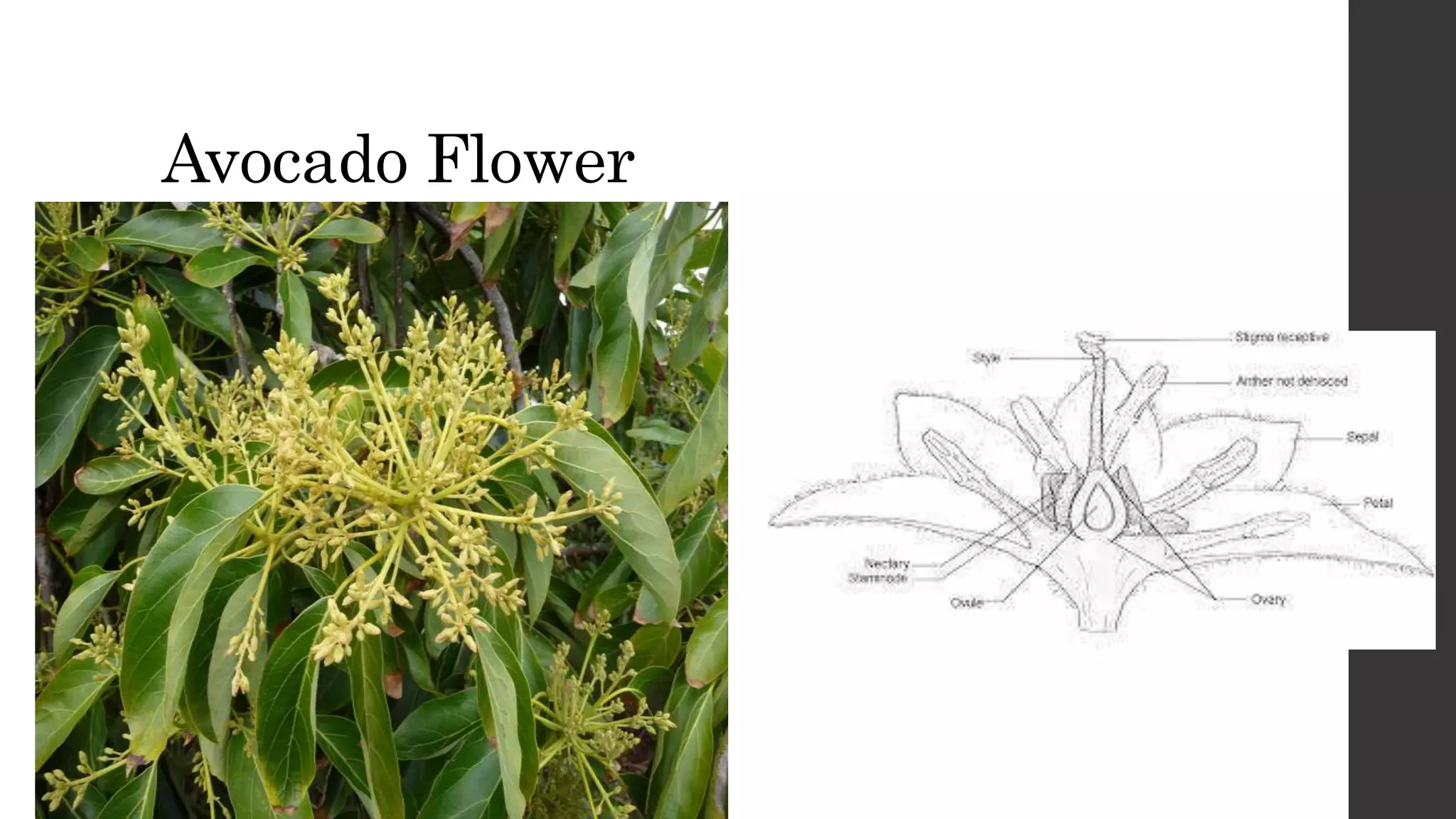 AVOCADO PRODUCTION.pptx