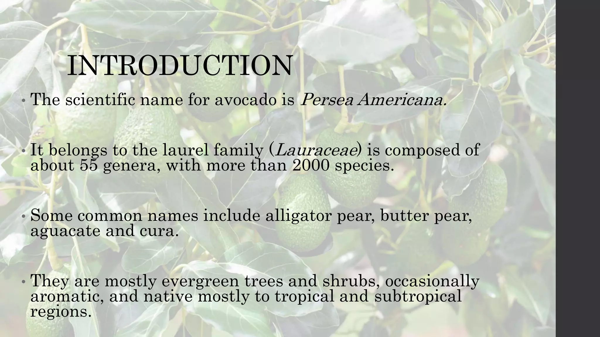 AVOCADO PRODUCTION.pptx