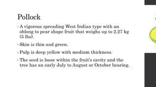 AVOCADO PRODUCTION.pptx