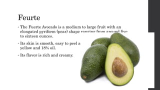 AVOCADO PRODUCTION.pptx