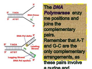 Avpl genetics | PPTX