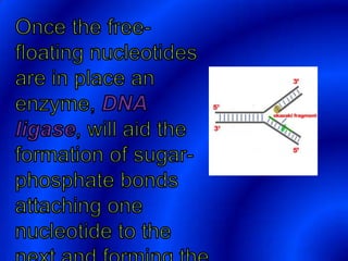 Avpl genetics | PPTX